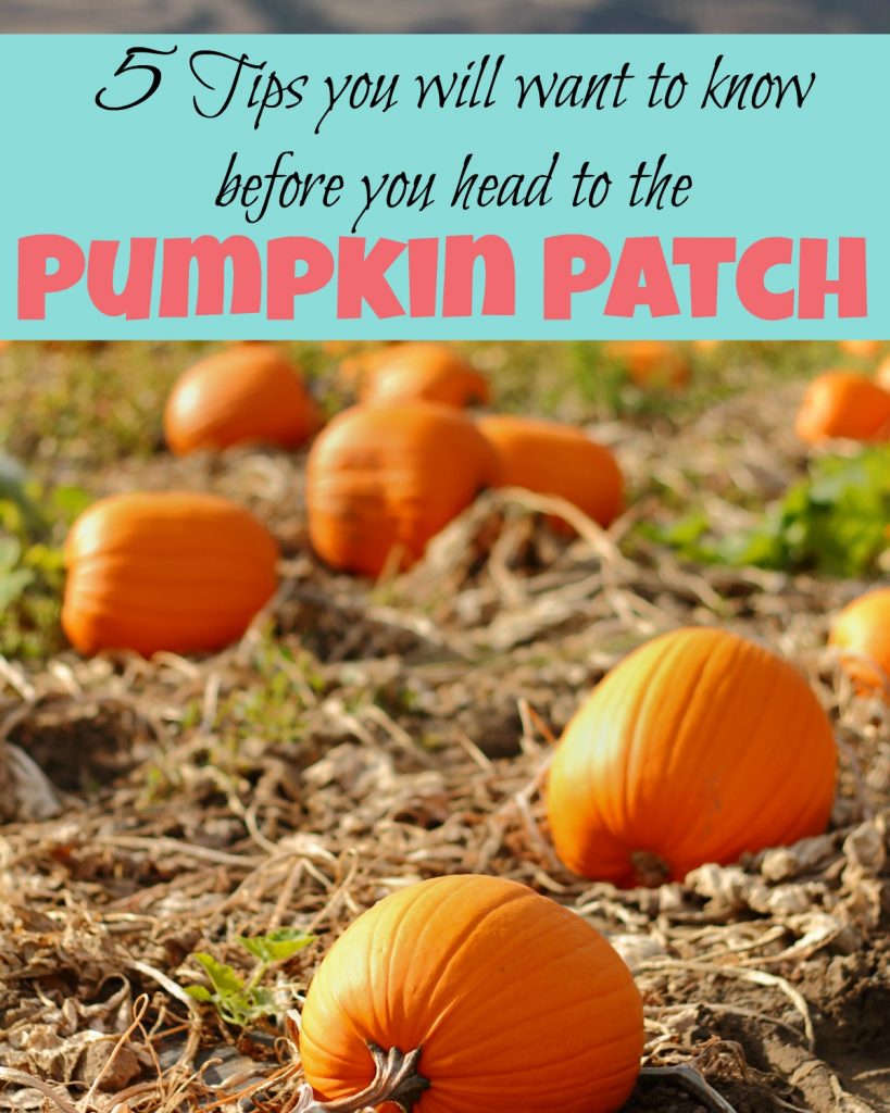 5 Tips You Should Know Before You Go To The Pumpkin Patch | More ...
